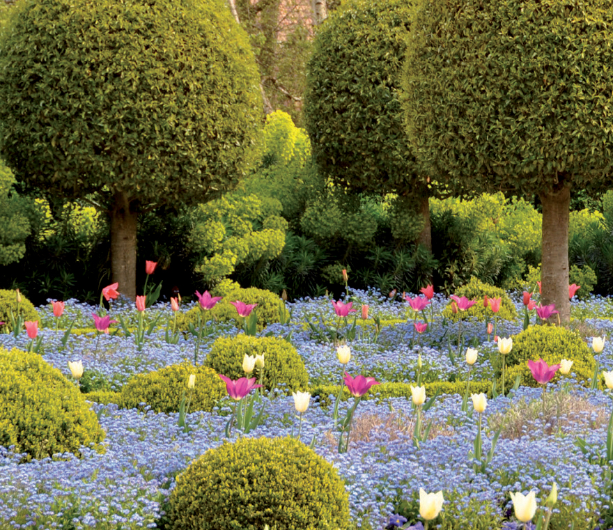 Les arbustes - NOVA-FLORE