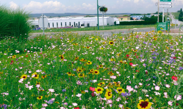 prairie fleurie : solutions adaptées à la végétalisation - Nova-Flore