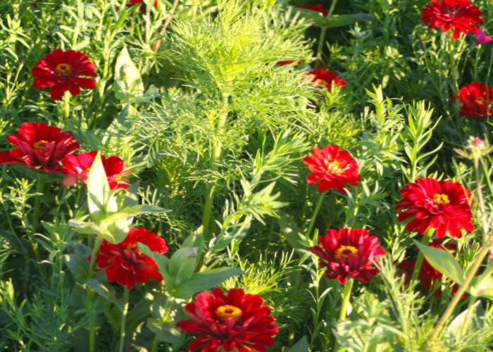 Tom-Pouce Rouge Connect - NOVA-FLORE