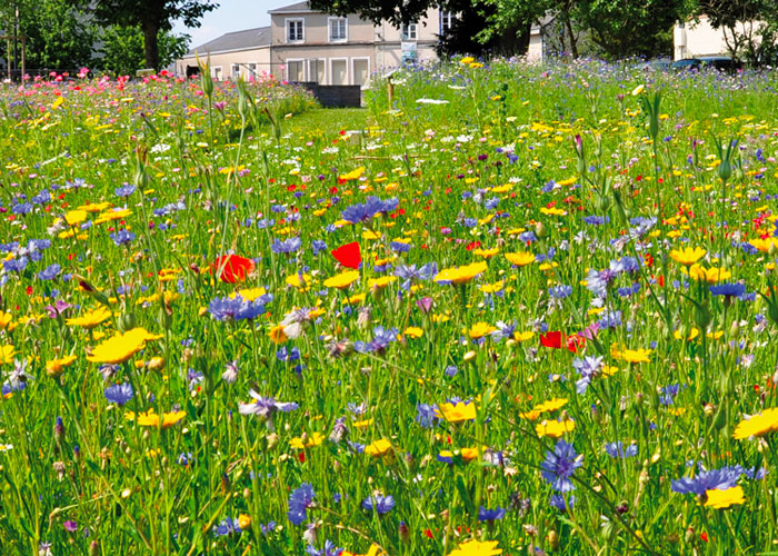 Natura Flore de France Connect - NOVA-FLORE