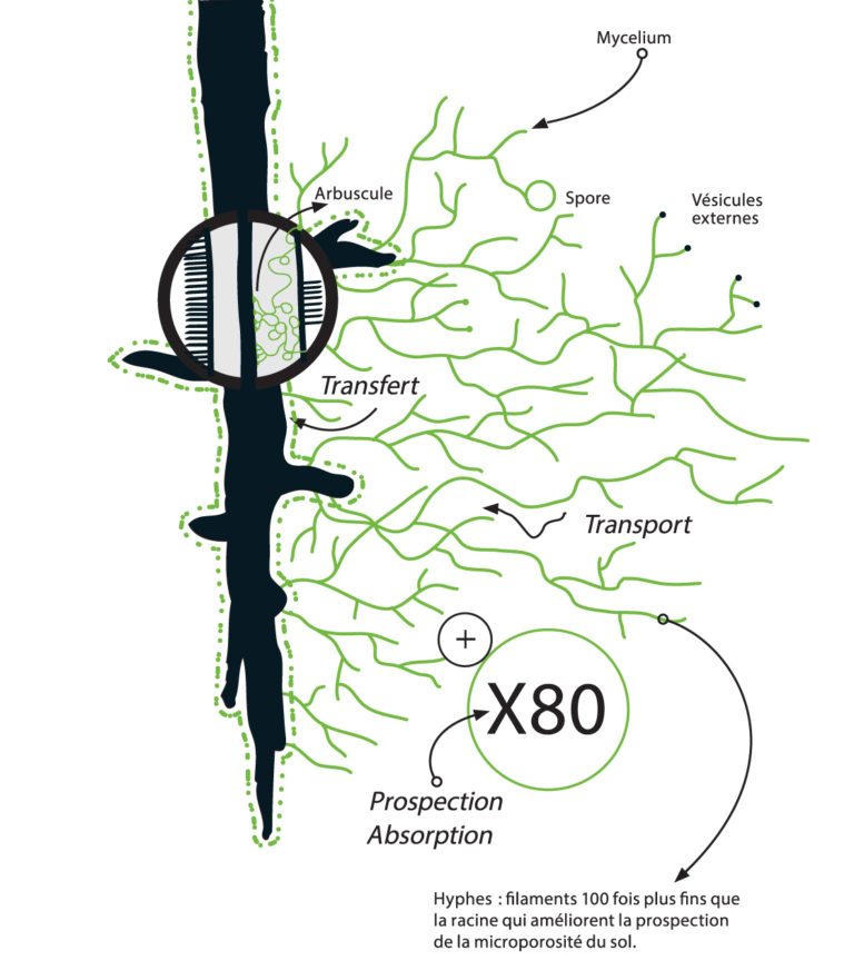Mycorhizes - NOVA-FLORE