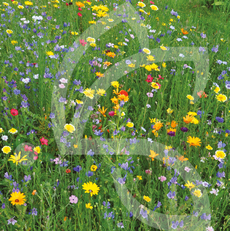 Talus fleuri connect - NOVA-FLORE