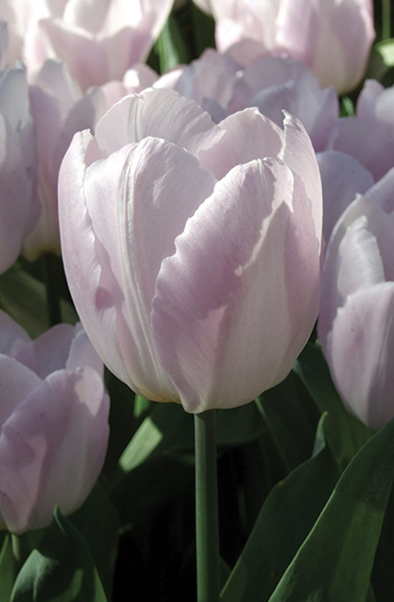 Tulipe Simple Hative Candy Prince - NOVA-FLORE