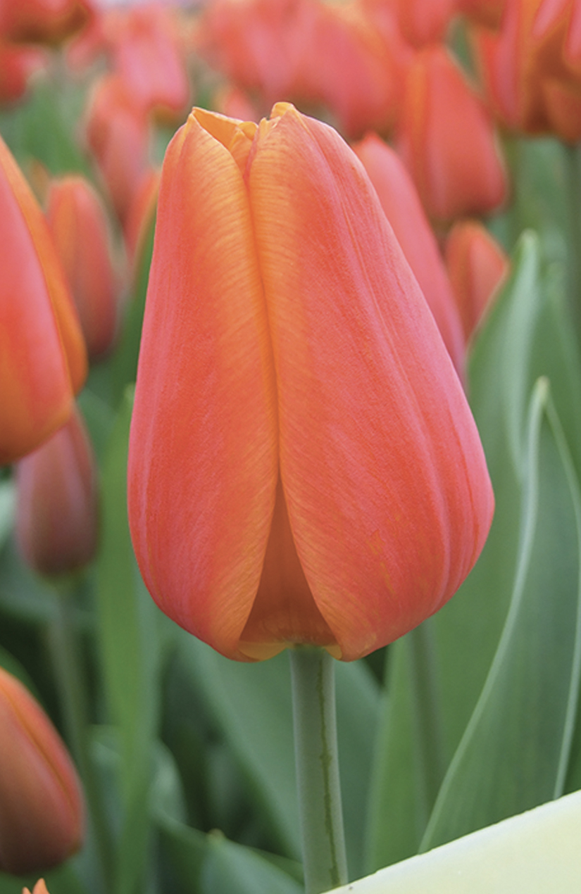 Tulipe Triomphe Orange Cassini - NOVA-FLORE