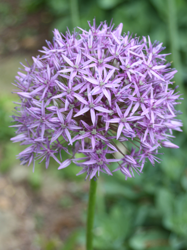 Allium Christophii - NOVA-FLORE