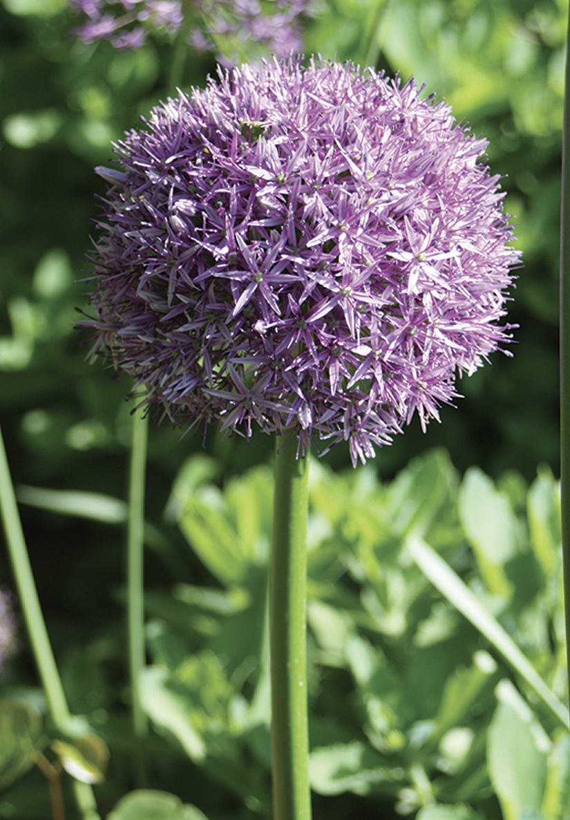 What Size Are The Flowers Of Allium Giganteum at Lewis Skelly blog