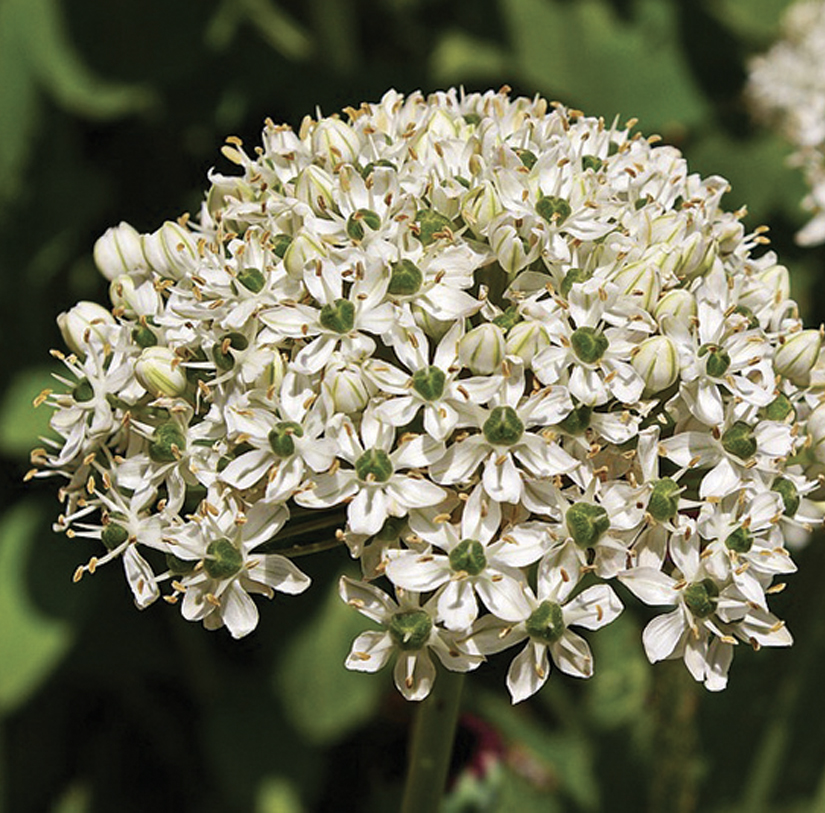 Allium Nigrum - NOVA-FLORE