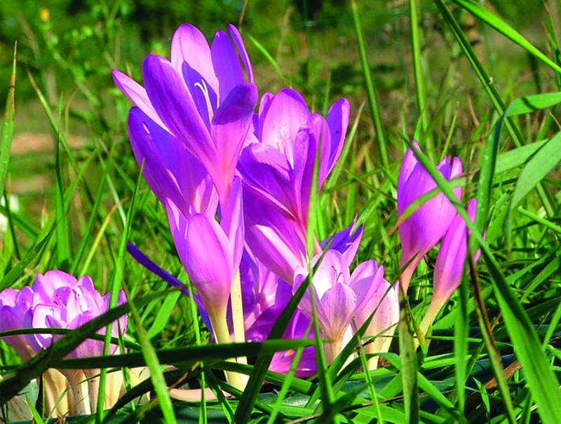 Colchique The Giant - NOVA-FLORE