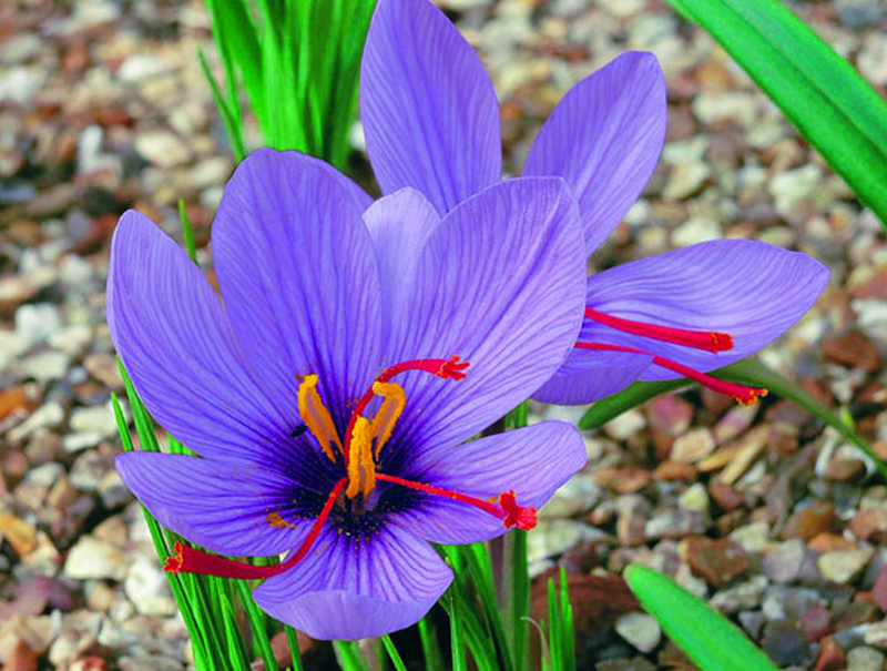 Crocus Sativus à Safran - NOVA-FLORE