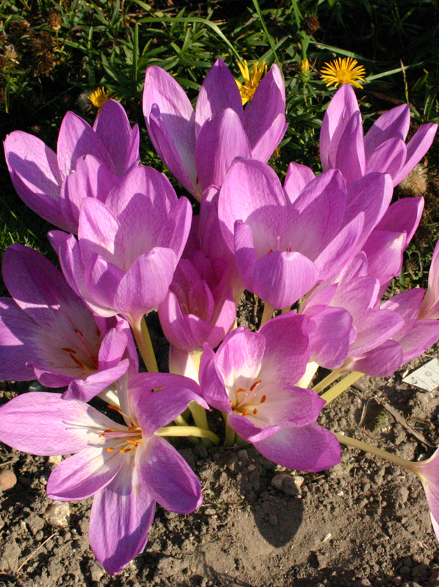 Colchique The Giant - NOVA-FLORE