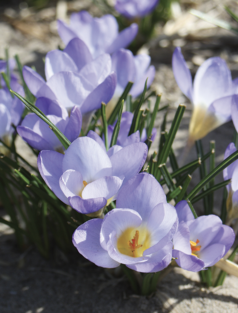Crocus Chrysanthus Blue Pearl - NOVA-FLORE