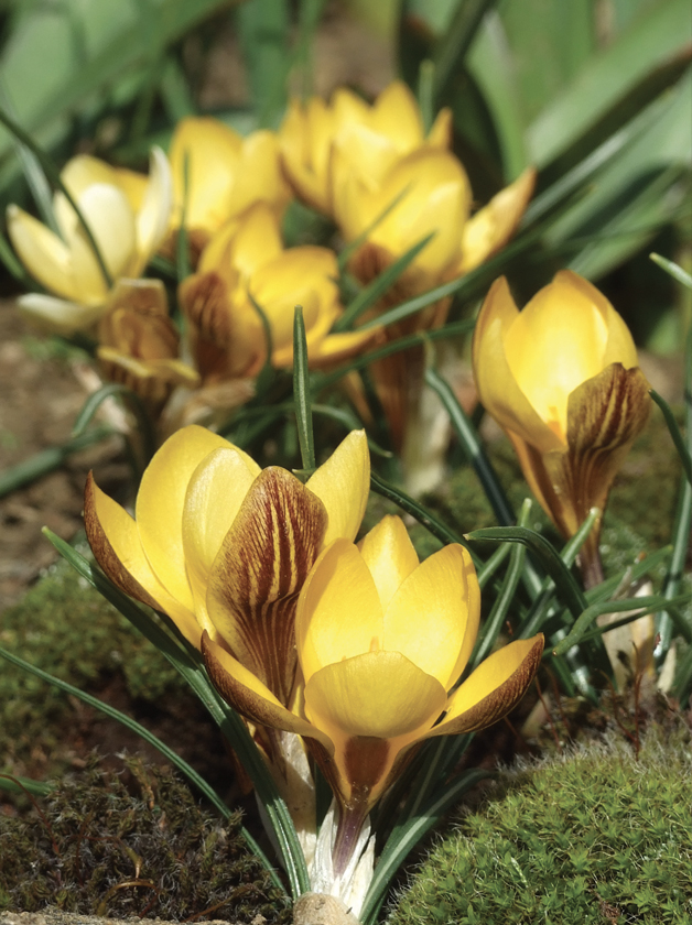 Crocus Chrysanthus Fuscotinctus - NOVA-FLORE