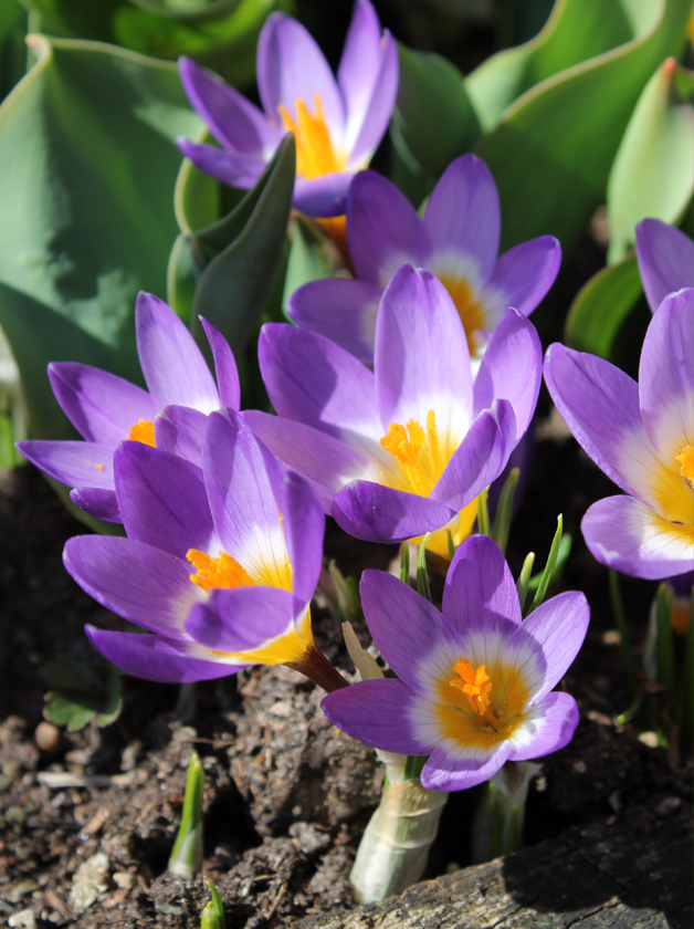 Crocus Sieberi Tricolor - NOVA-FLORE
