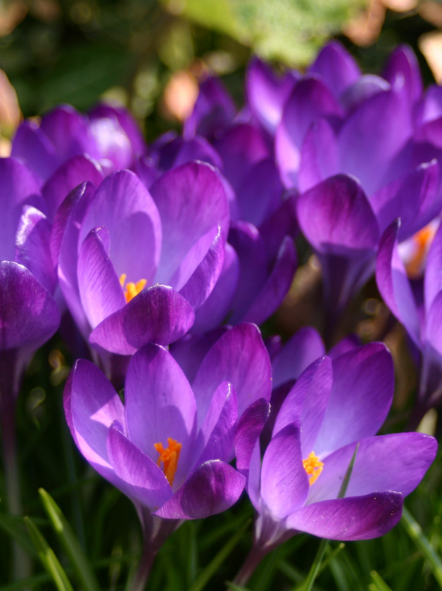 Crocus Tommasinianus Ruby Giant - NOVA-FLORE