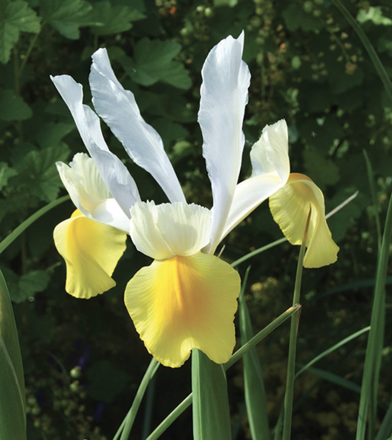 Iris Hollandica Apollo - NOVA-FLORE