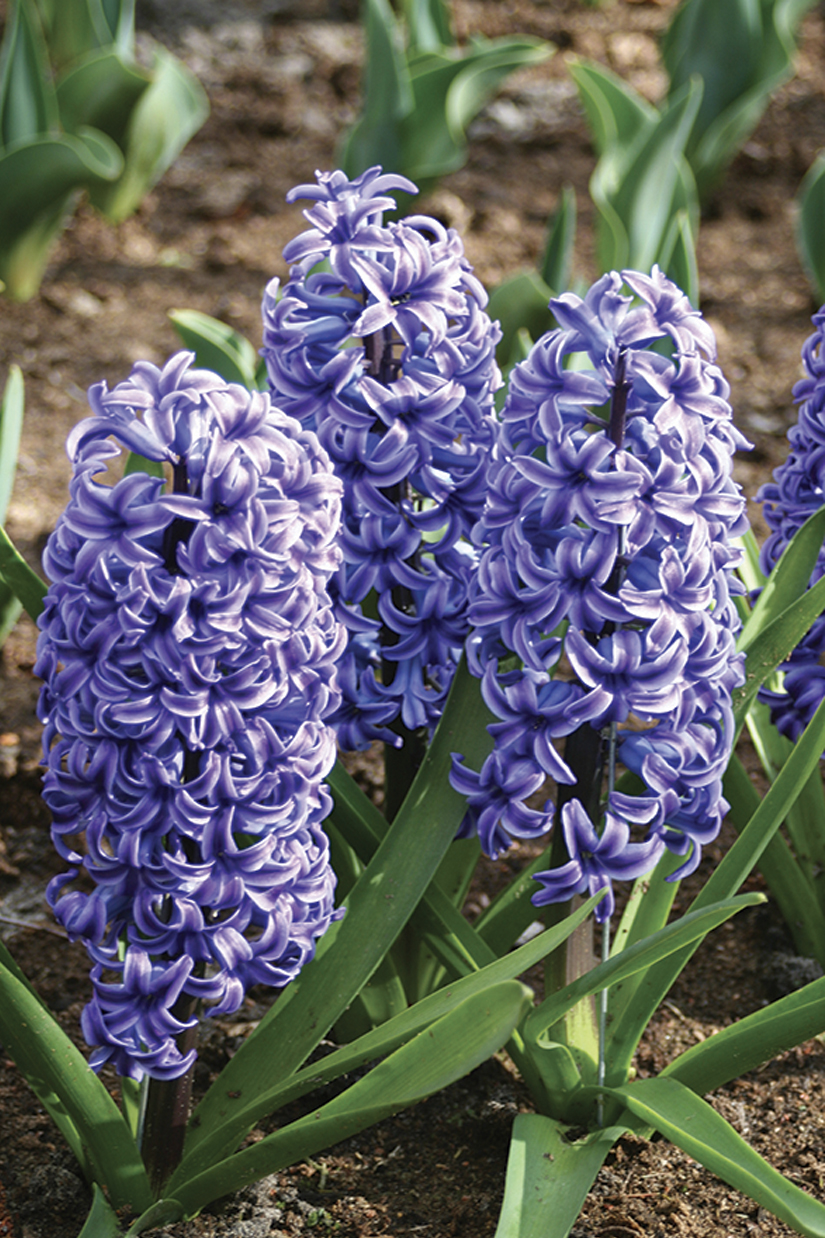 Jacinthe Orientale Blue Jacket - NOVA-FLORE