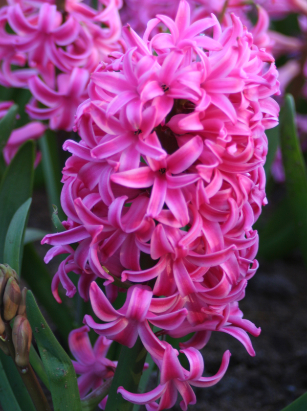 Jacinthe Orientale Pink Pearl - NOVA-FLORE