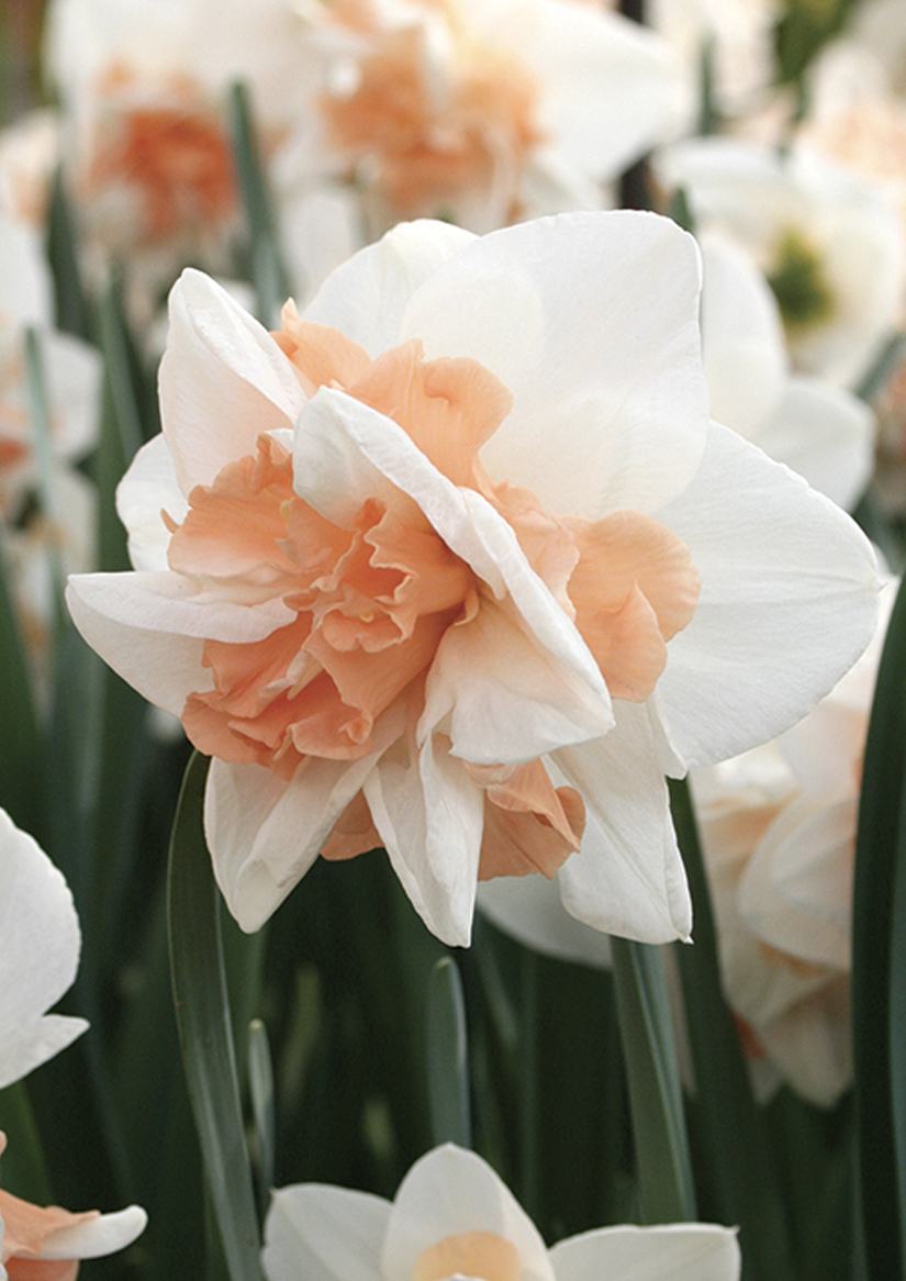 Narcisse Double Delnashaugh - NOVA-FLORE