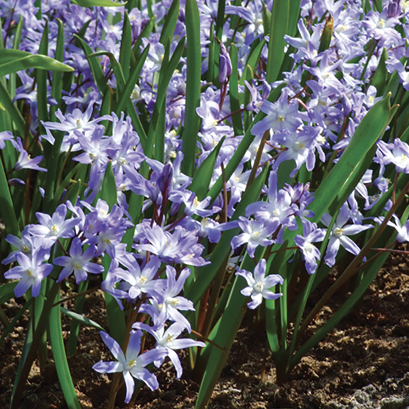 CHIONODOXA Forbesii Blue Giant - NOVA-FLORE