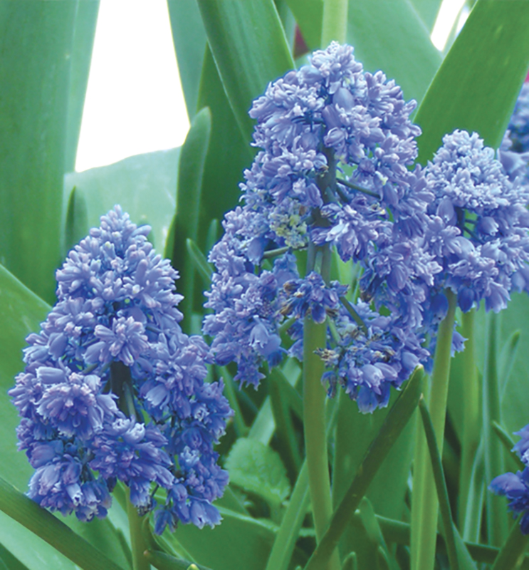 Muscari Blue Spike - NOVA-FLORE