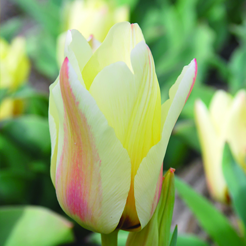 Tulipe Kaufmanniana Albion Star - NOVA-FLORE