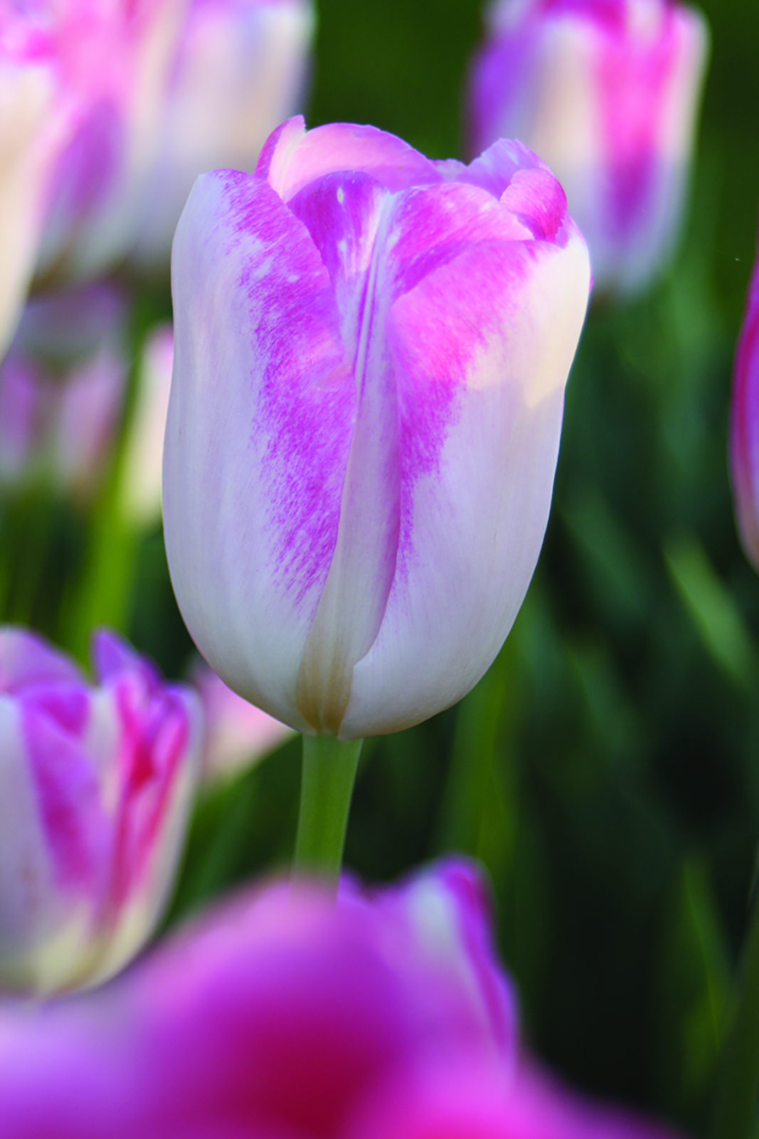 Tulipe Triomphe Infinity - NOVA-FLORE