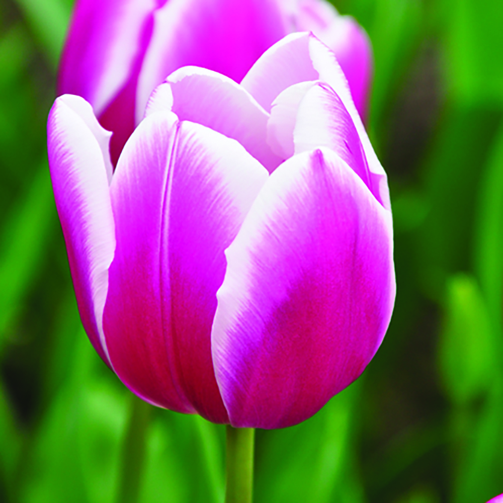 Tulipe Triomphe Synaeda Blue - NOVA-FLORE