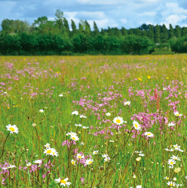 Prairies Vivaces - Les Fleurs sauvages - NOVA-FLORE