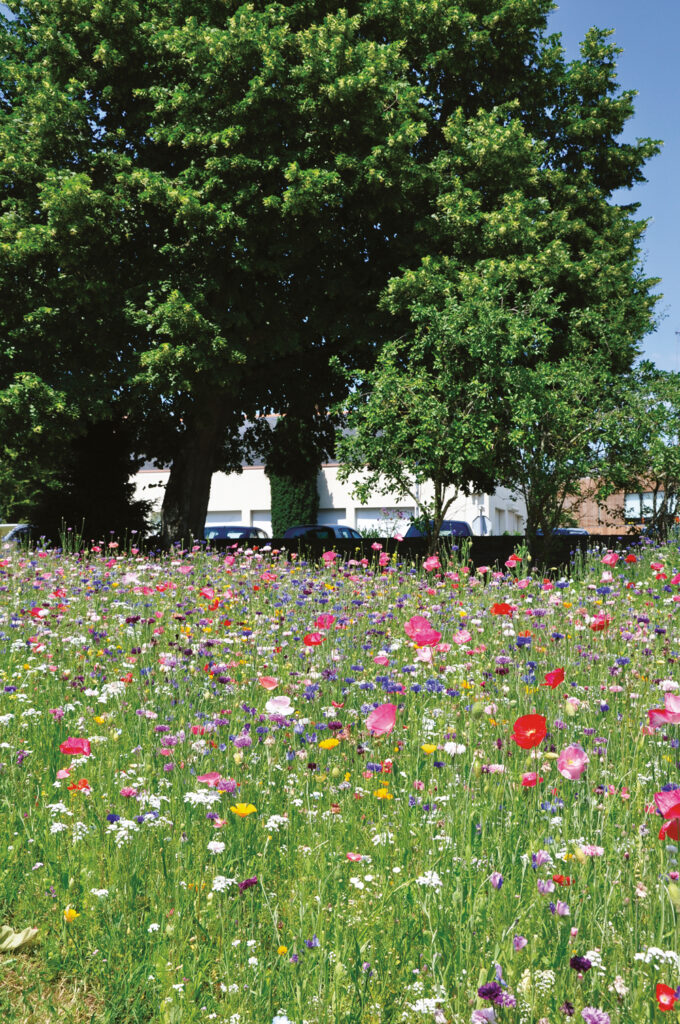 Les prairies fleuries annuelles - NOVA-FLORE
