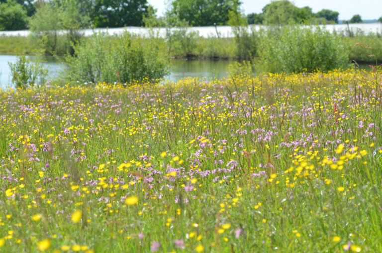 Prairies Vivaces - Les Fleurs sauvages - NOVA-FLORE